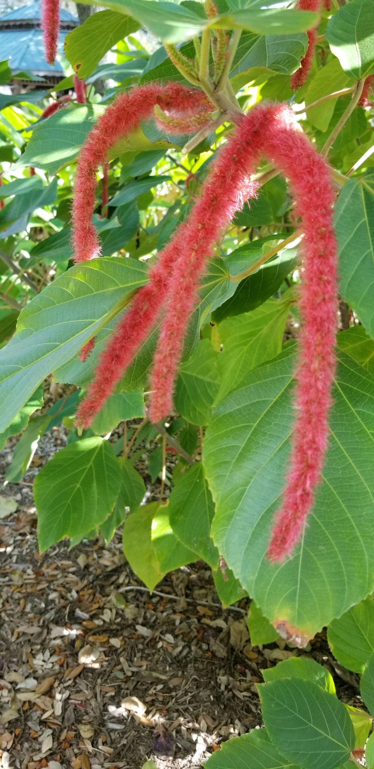 Red hot cat tails | Fort Myers-Lee County Garden Council, Inc.